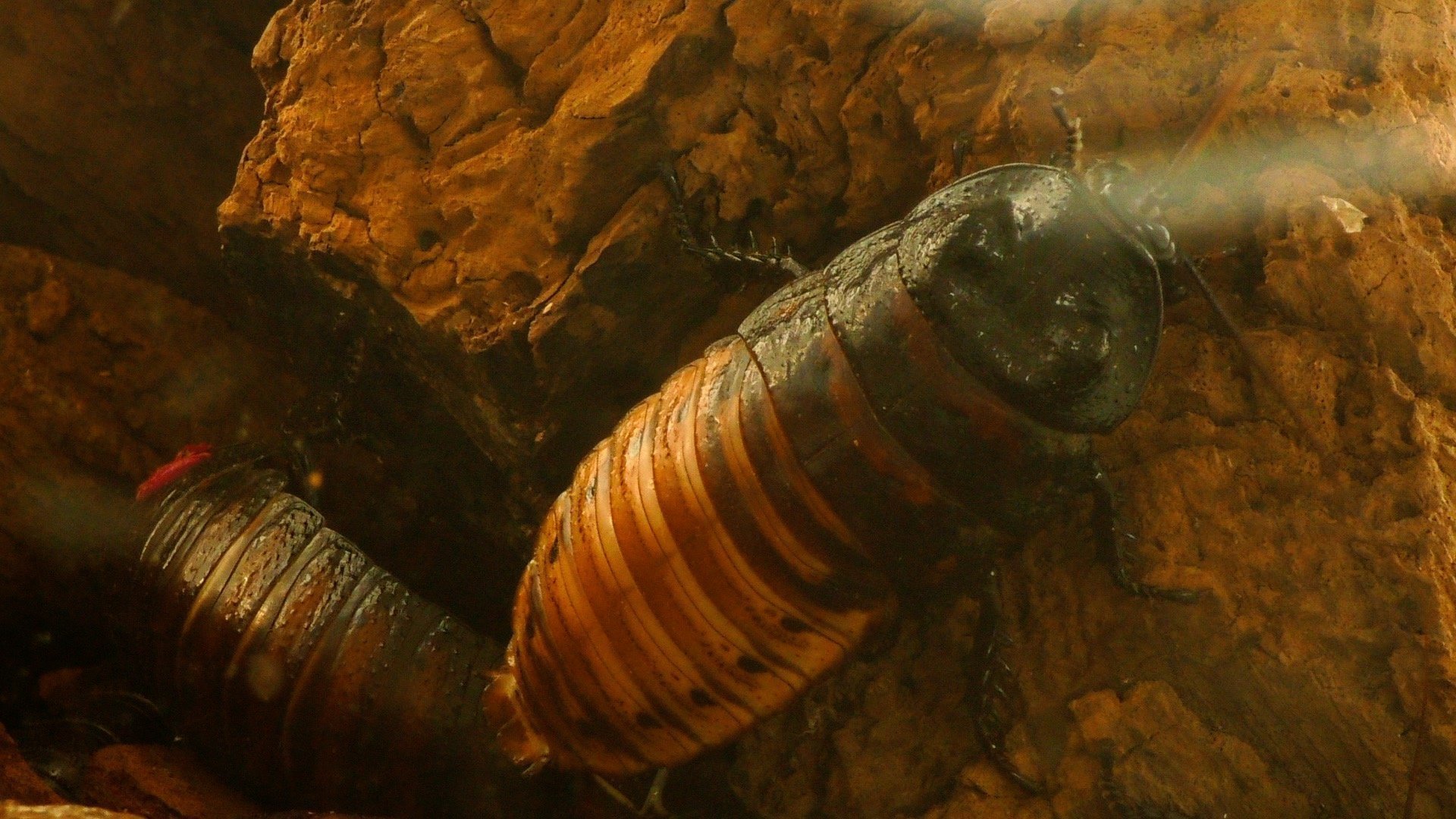 Un parc dédié aux insectes - Yvelines Infos