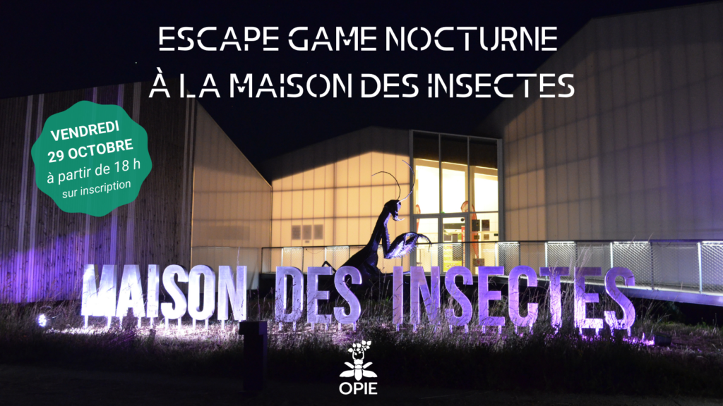 Les nocturnes reviennent à la Maison des Insectes - Yvelines Infos
