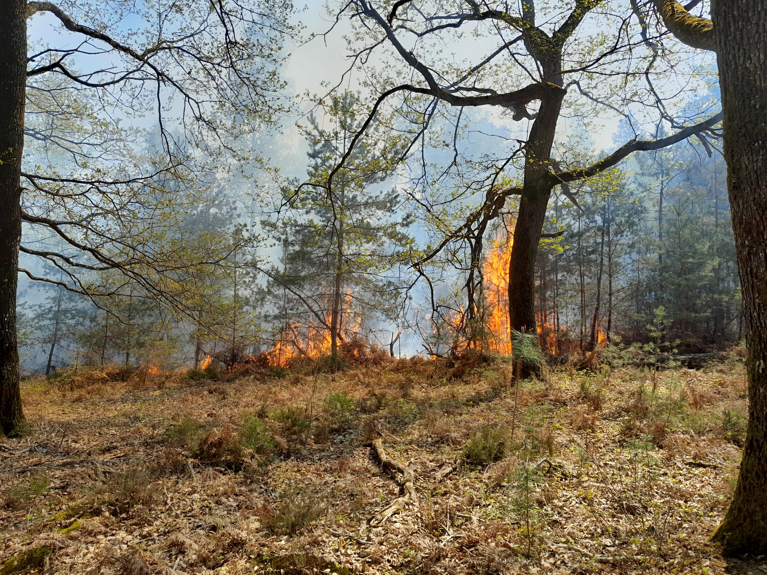 Incendie à la forêt de Rochefort, après le feu la forêt reprend ses ...