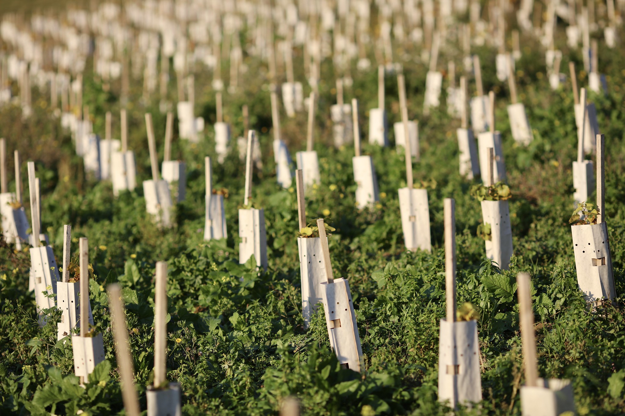 Les projets agricoles innovants des Yvelines - Yvelines Infos